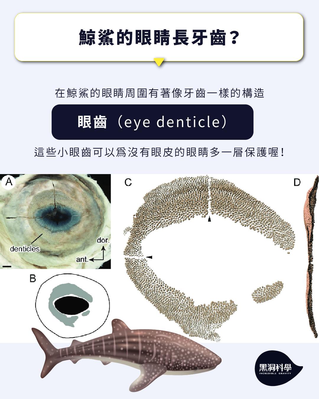 自然課本裡的冷知識ep.08-【鯨鯊是鯨魚還是鯊魚？】 - 黑洞科學教育